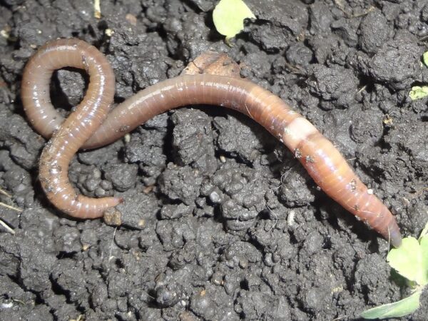 Beware of Asian Jumping Worms – Bio-dynamic Solutions